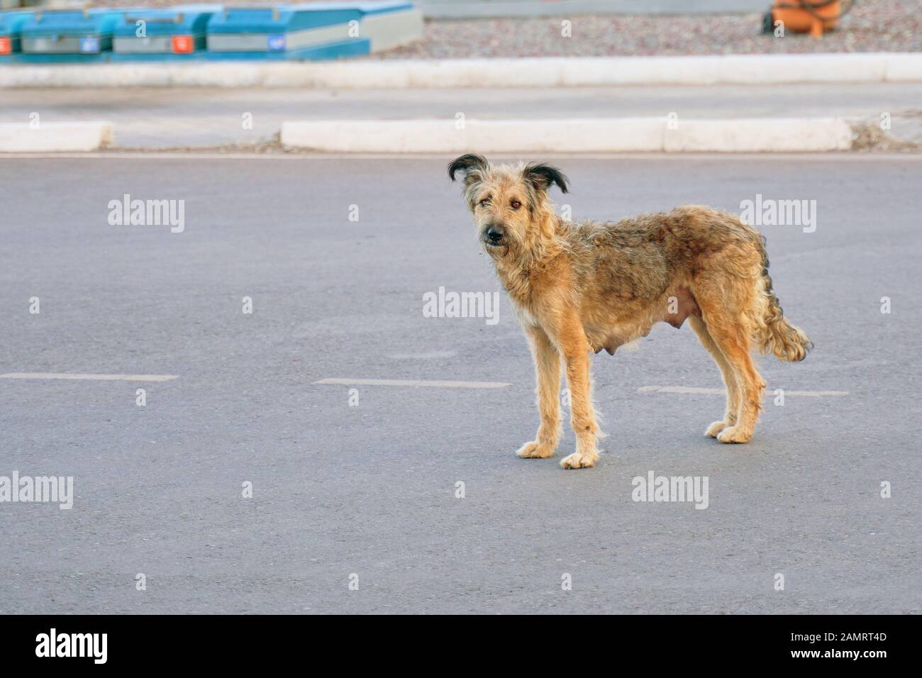 Homeless dog. look of the homeless puppy standing on the street Stock ...