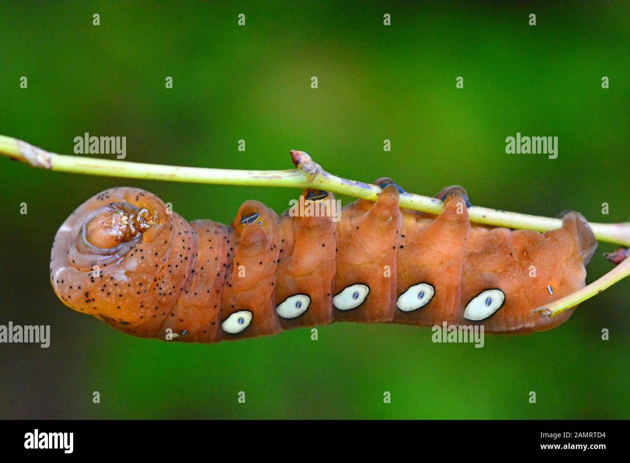 Sphinx moth caterpillar hi-res stock photography and images - Alamy