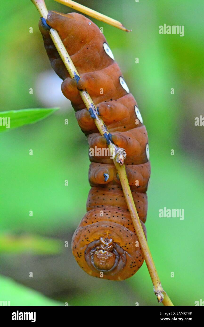 Pandorus Sphinx Moth caterpillar Stock Photo - Alamy