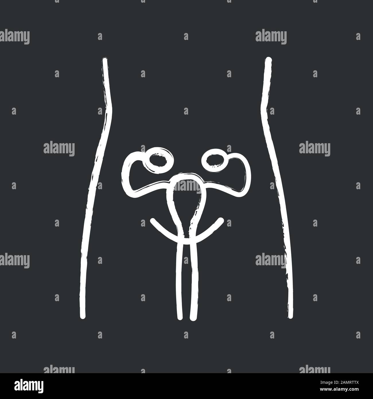 Female reproductive system line drawing Black and White Stock Photos ...