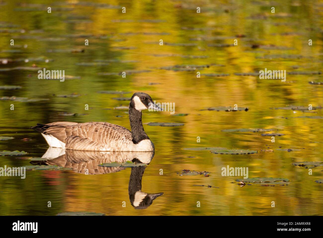 Goose swimming on lake hi-res stock photography and images - Alamy