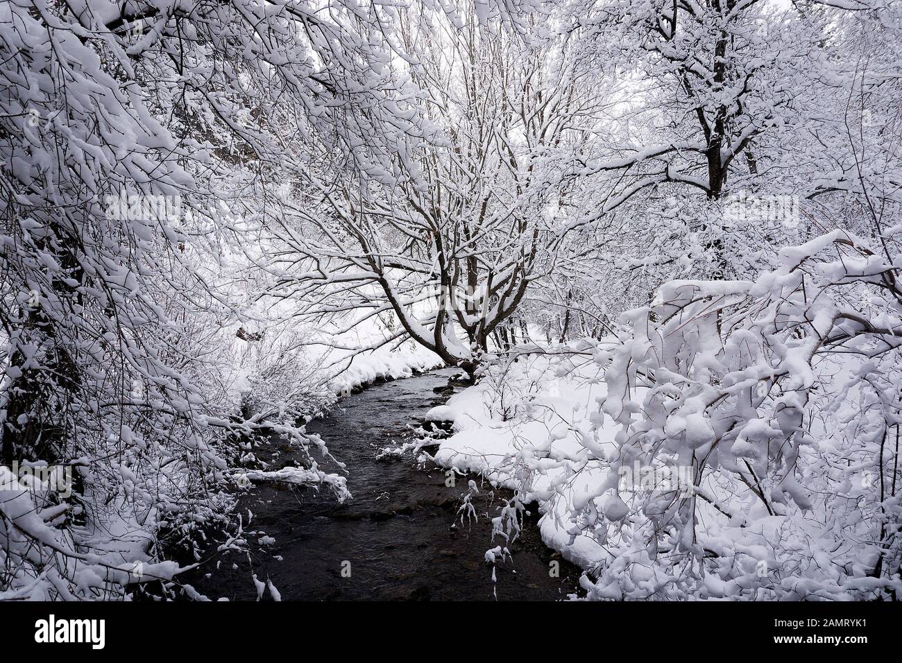 A mountain stream flows through snow covered canyon forest in the ...