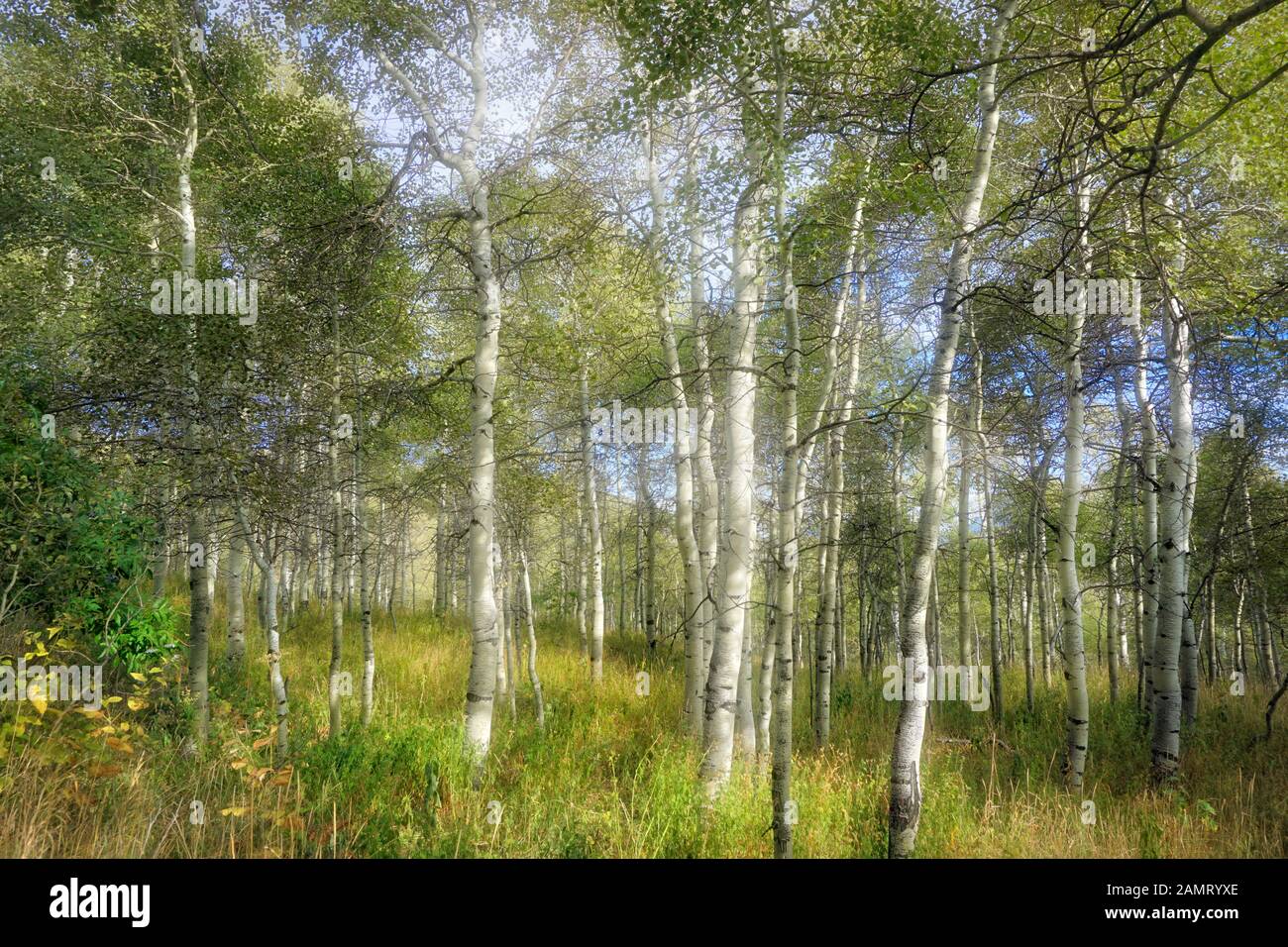 Aspen trees in the high mountains of Utah Stock Photo - Alamy