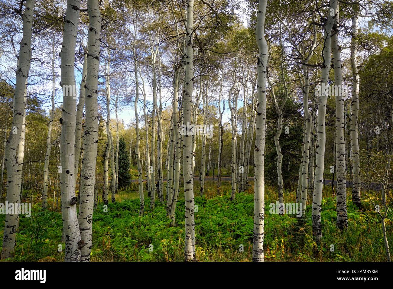 Aspen trees in the high mountains of Utah Stock Photo - Alamy
