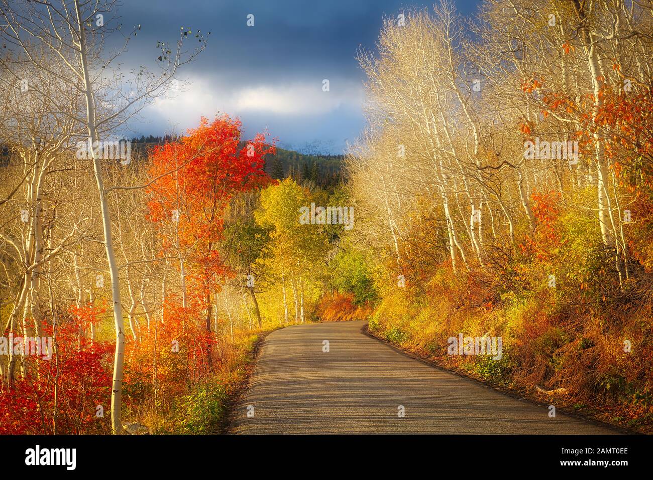 Fall in the Wasatch Mountains brings beautiful vibrant colors among the ...