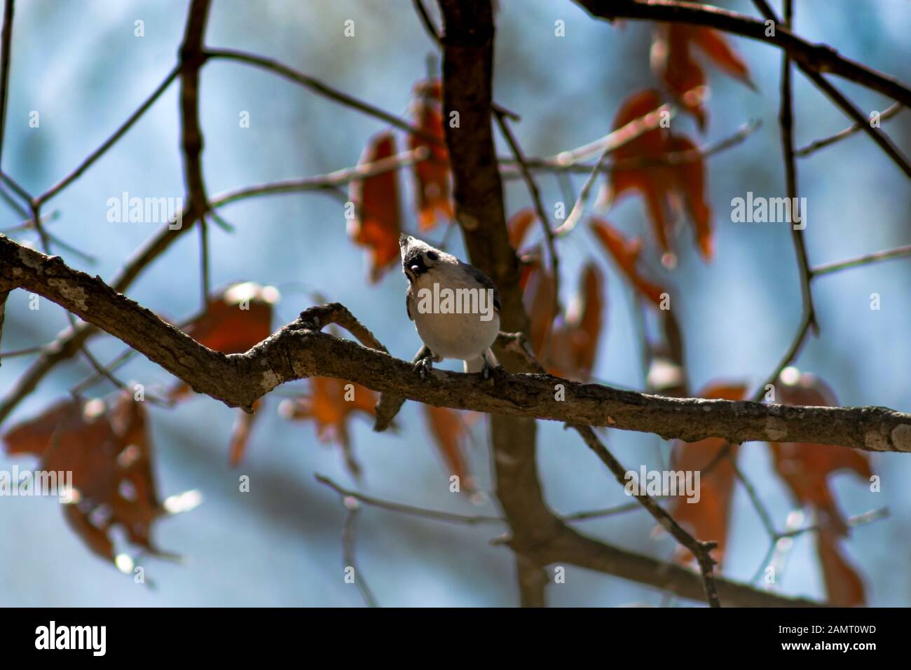Titmouse bird songbird birds hi-res stock photography and images - Alamy
