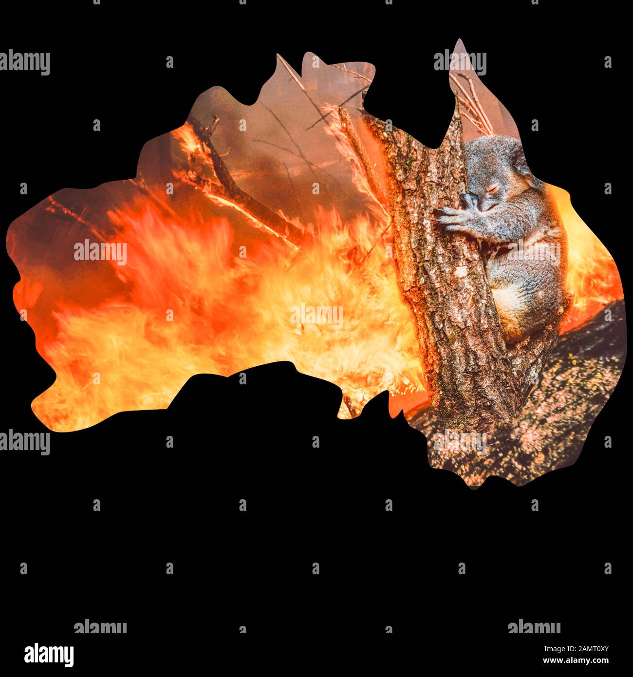 Australia fires: The animals struggling in the crisis. 480 million ...