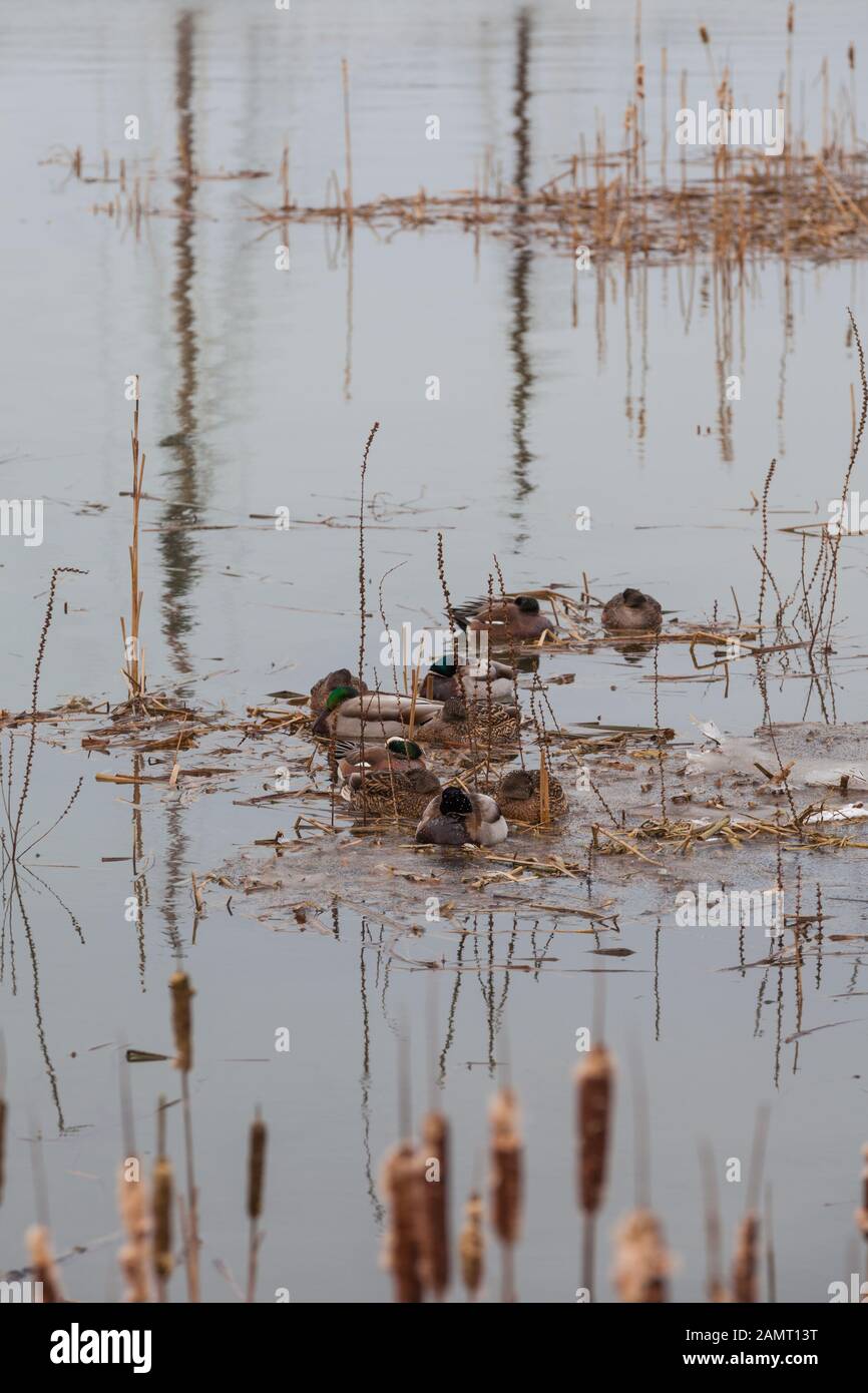 Waterfowl taking shelter in a group against sub-zero temperatures and ...