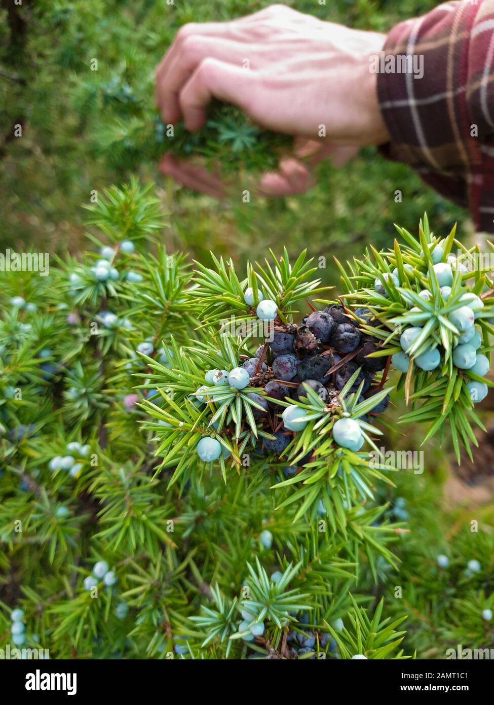Harvesting italy juniper hi-res stock photography and images - Alamy