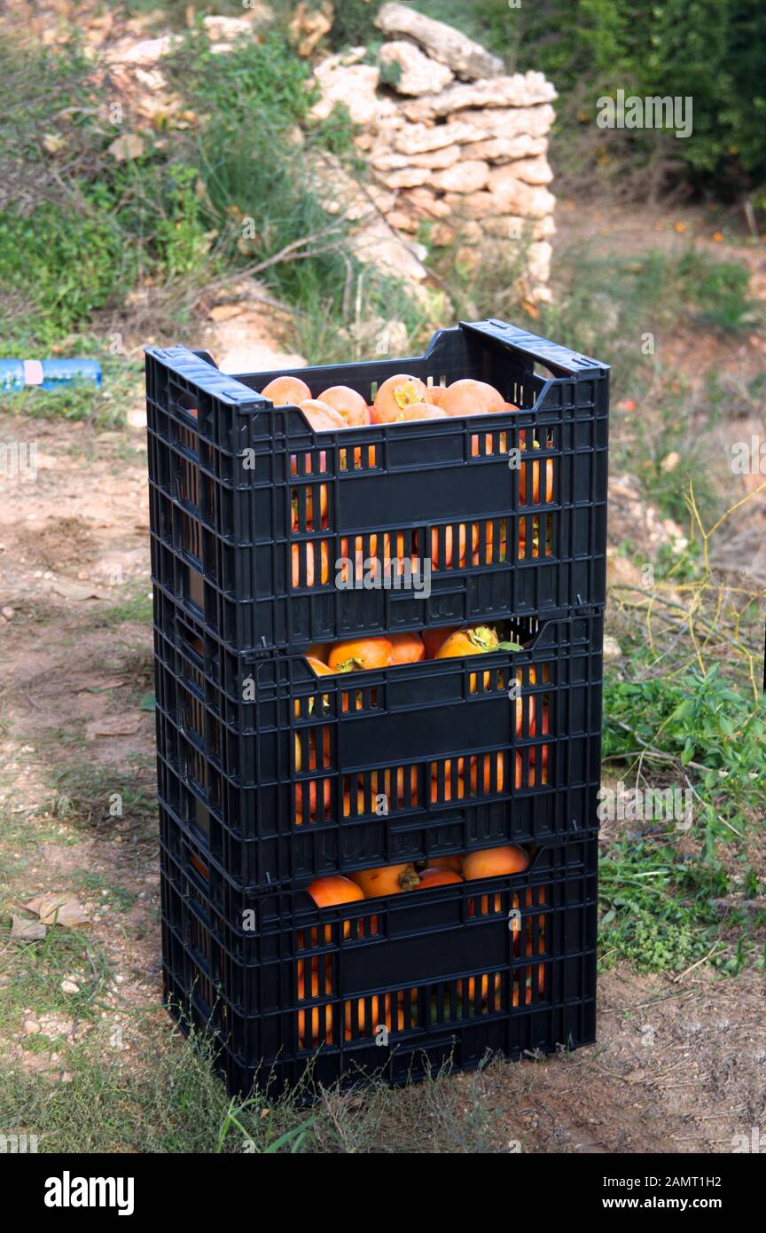 Fruit crates stacked in the field on the day of collection by pickers ...