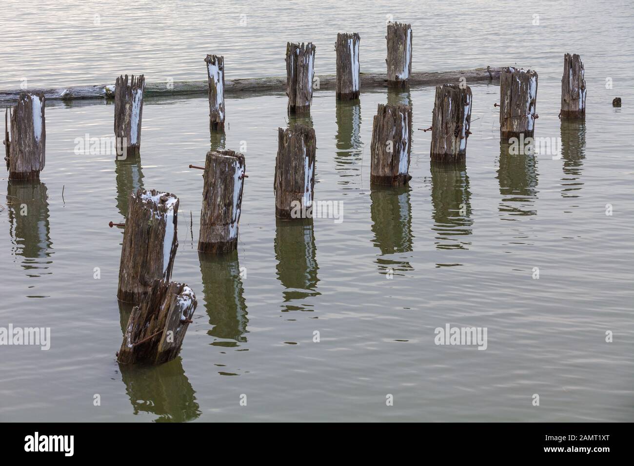 Rotting wooden pilings protruding above water at Steveston British ...
