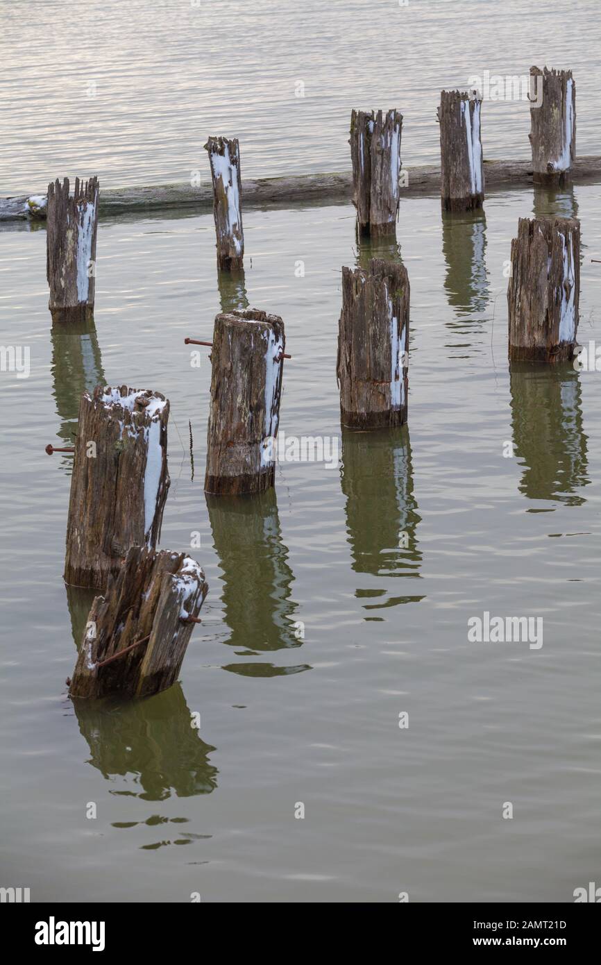Rotting wooden pilings protruding above water at Steveston British ...