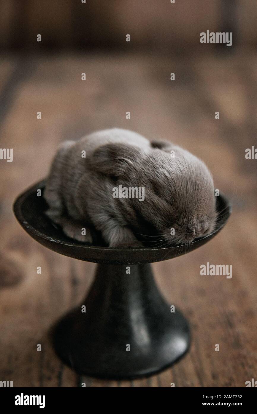 Rabbit close up portrait hi-res stock photography and images - Alamy