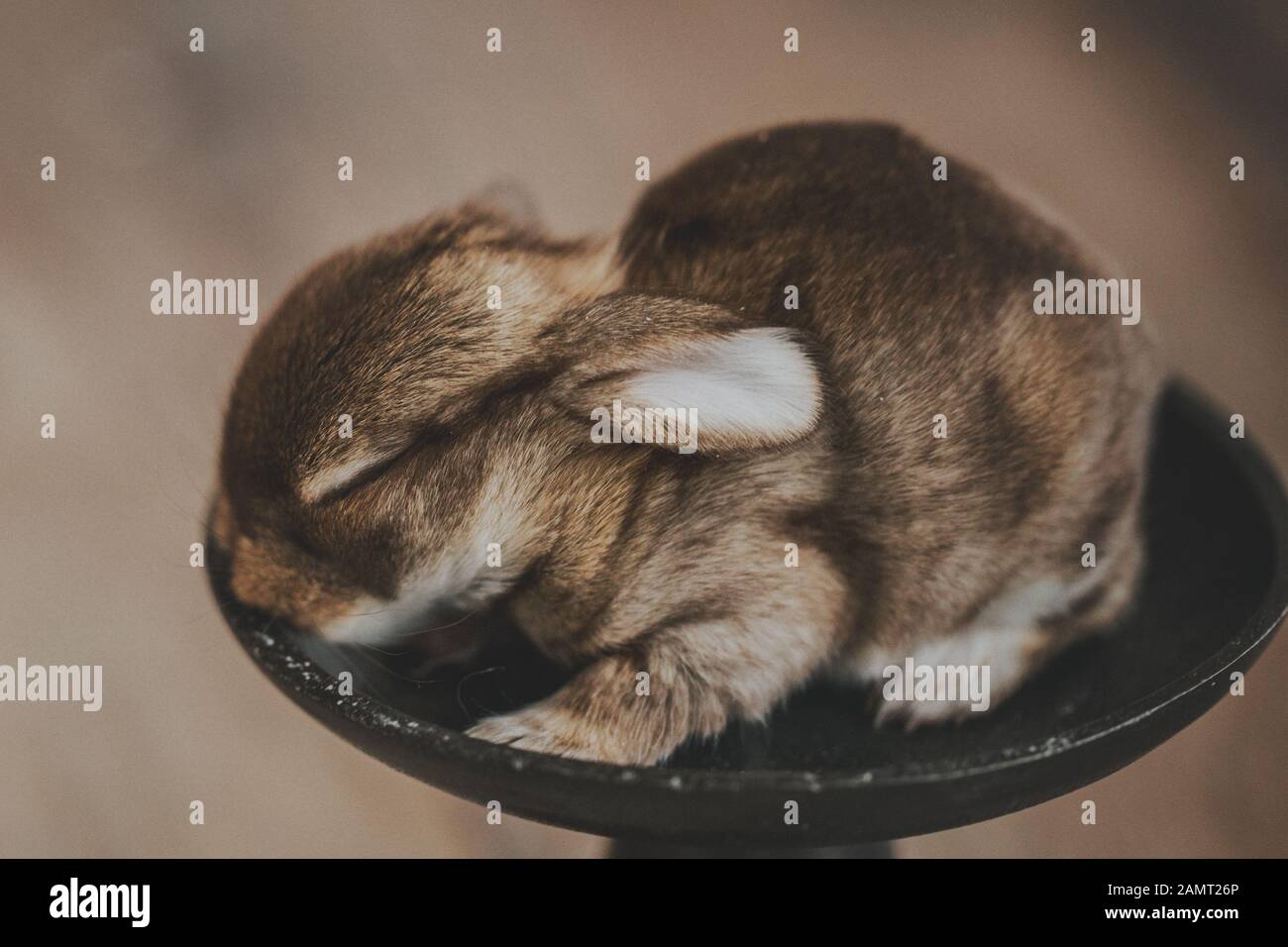 Tired baby animal hi-res stock photography and images - Alamy