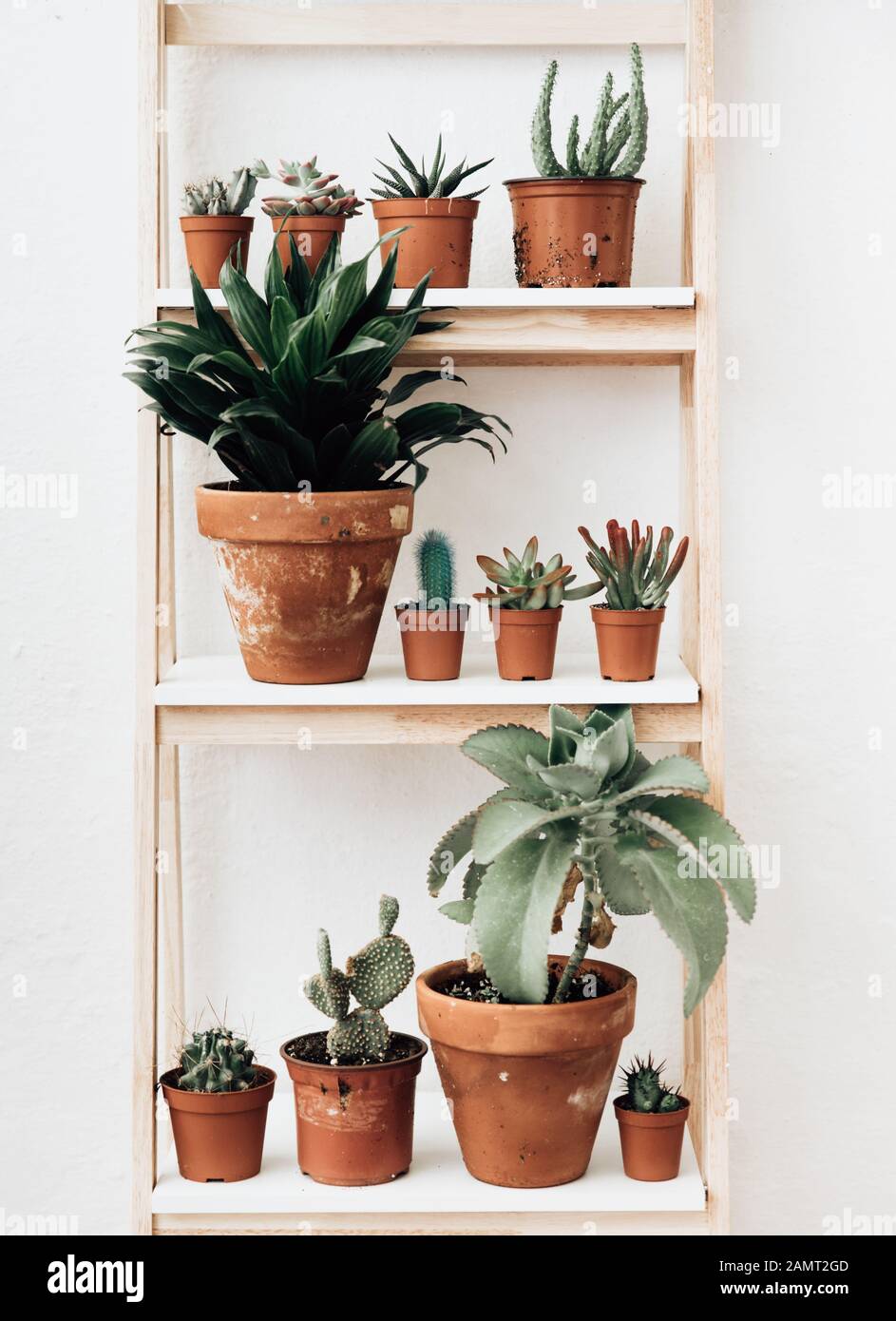 Close-up of succulent plants on a shelf Stock Photo - Alamy