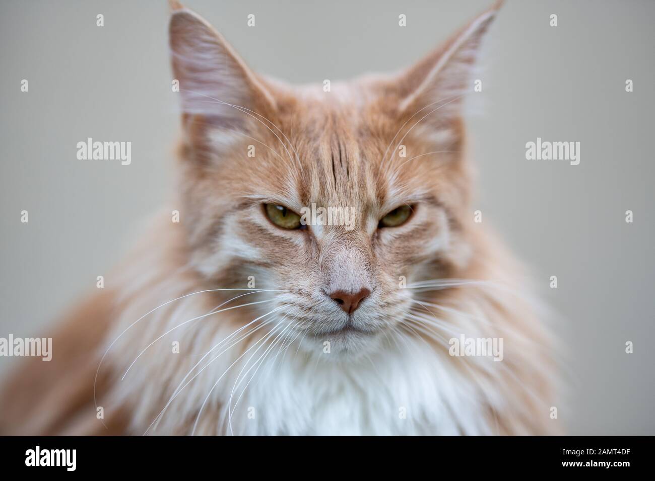 Portrait of a ginger Maine coon cat Stock Photo - Alamy