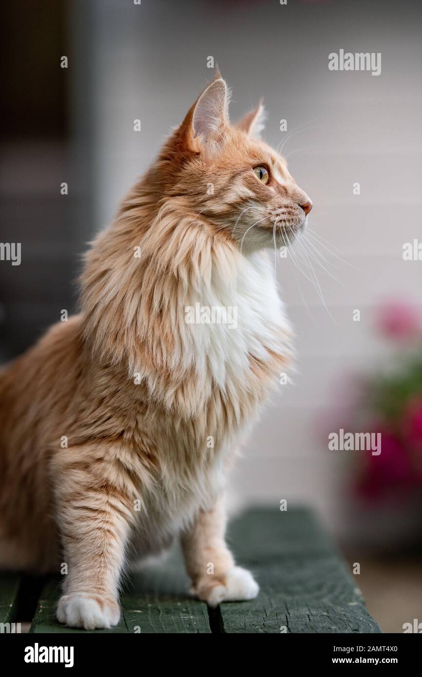 Portrait of a ginger Maine coon cat in a garden Stock Photo - Alamy