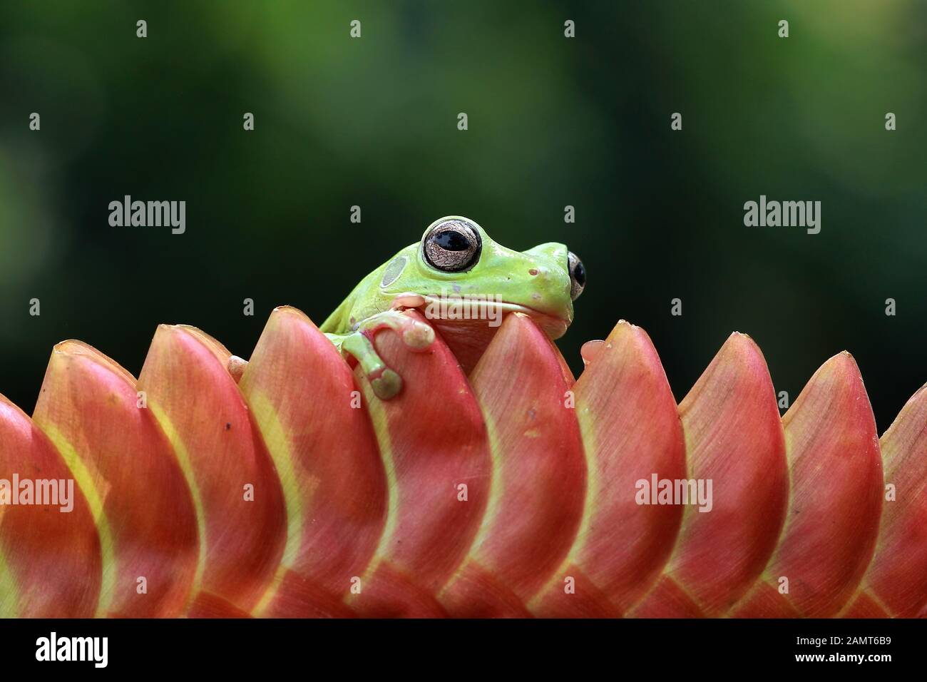 White's tree frog on a flower, Indonesia Stock Photo - Alamy
