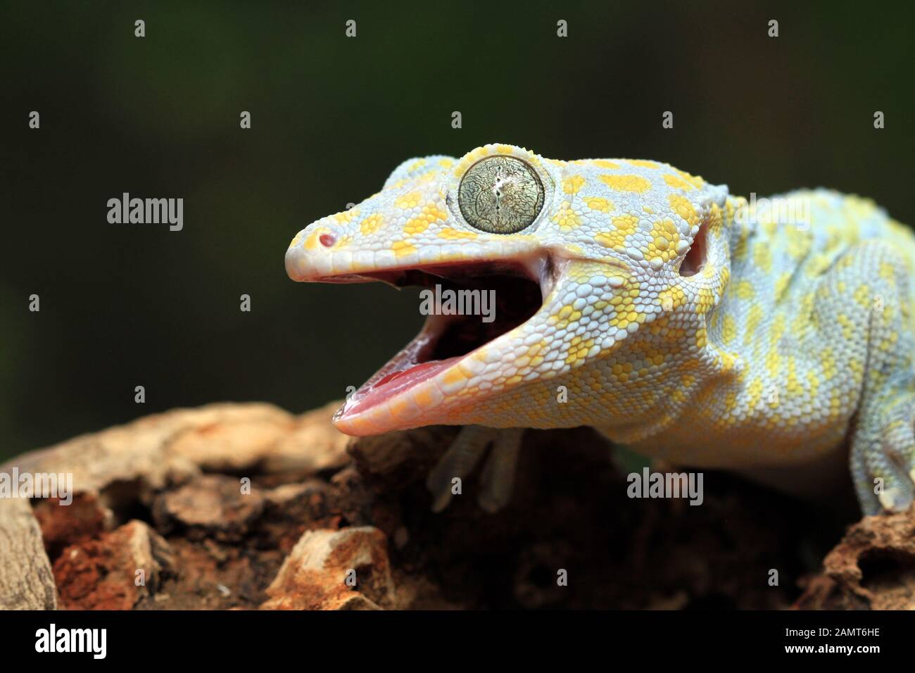 Tokay gecko hi-res stock photography and images - Alamy