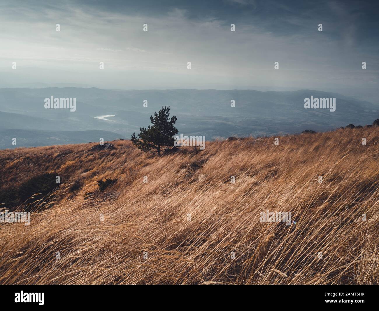 Tree single mountain hi-res stock photography and images - Alamy