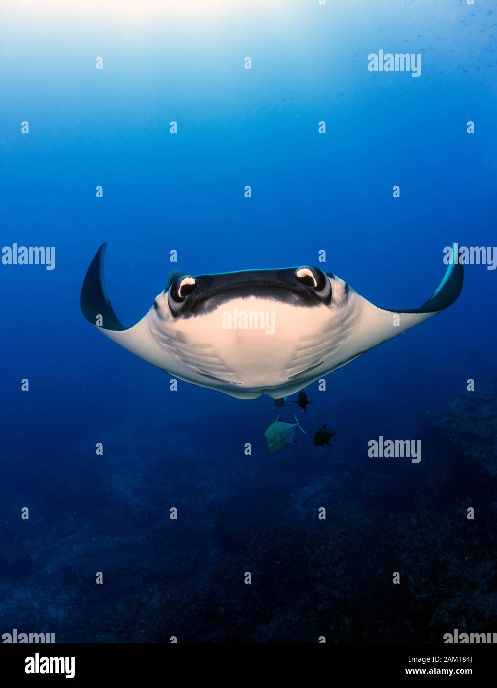 Giant oceanic manta ray hi-res stock photography and images - Alamy