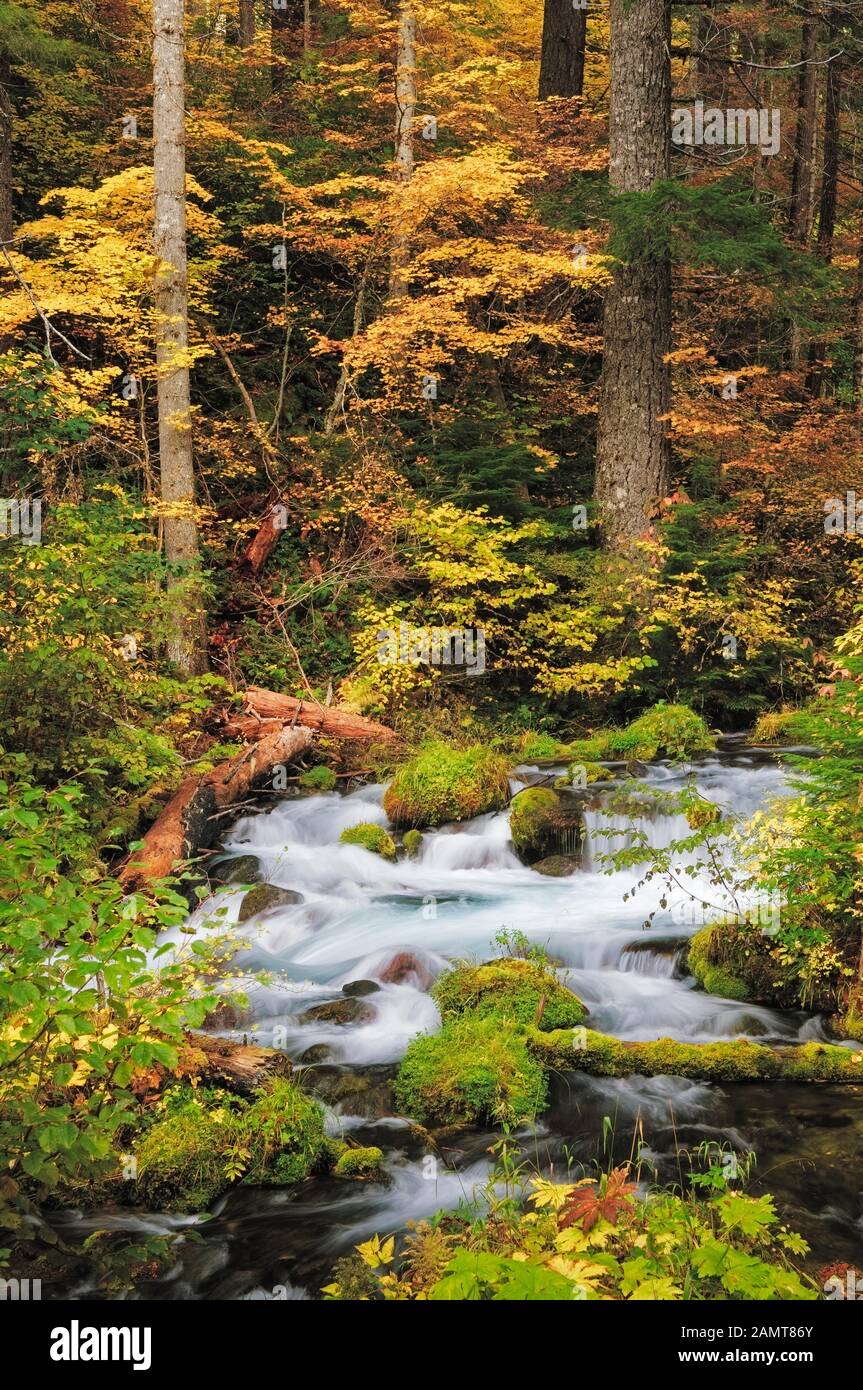 Roaring River along Aufderheide Drive, West Cascades National Scenic ...