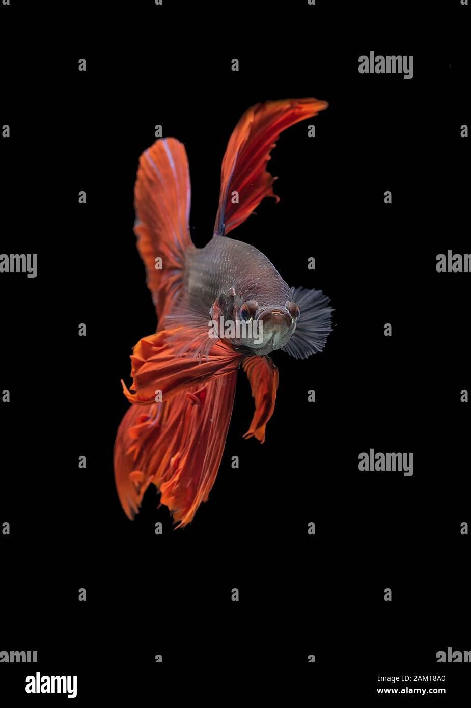 Betta splendens hi-res stock photography and images - Alamy