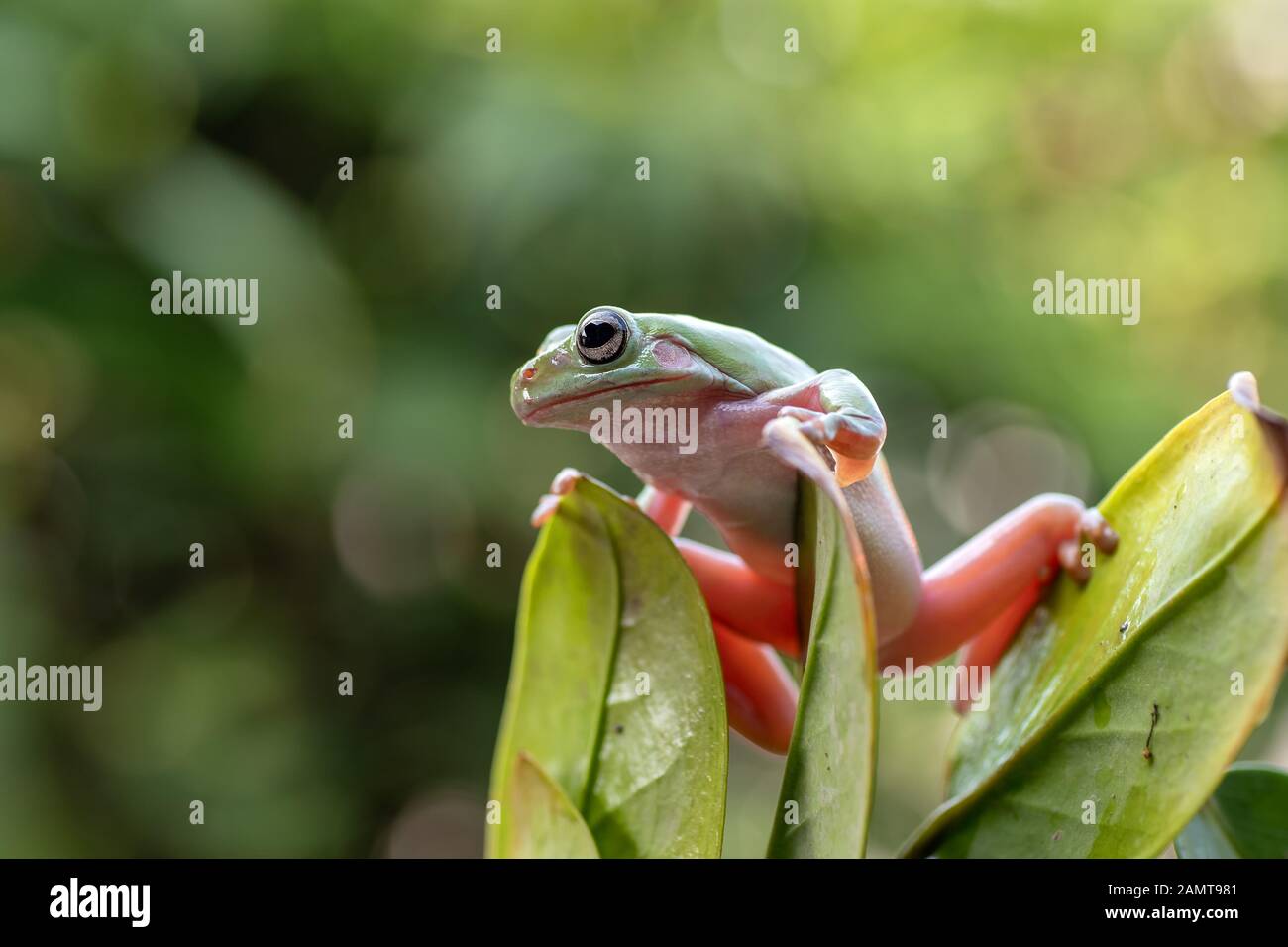 Dumpy frog on a leaf hi-res stock photography and images - Alamy