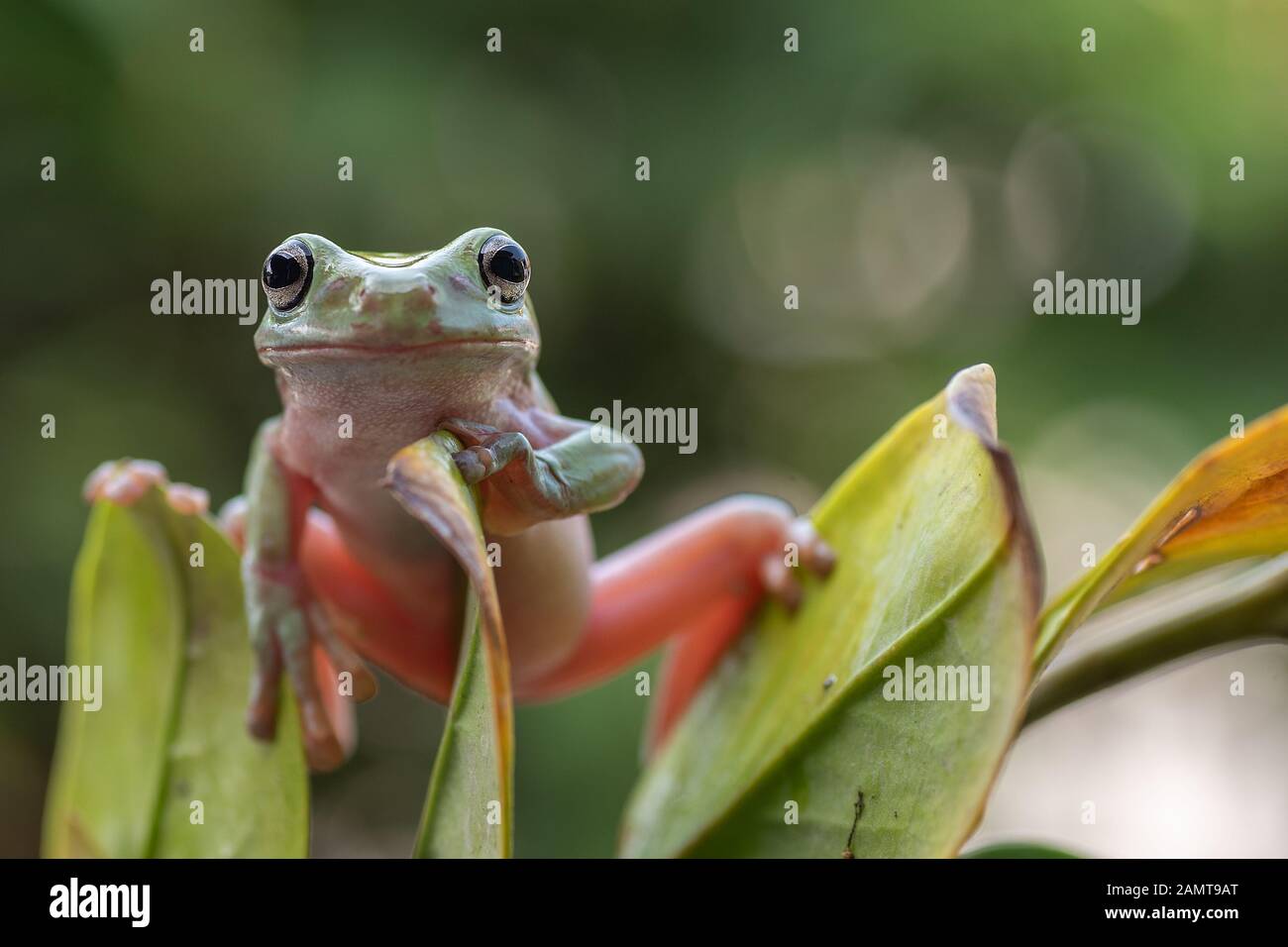 Dumpy tree frog on a plant, Indonesia Stock Photo - Alamy