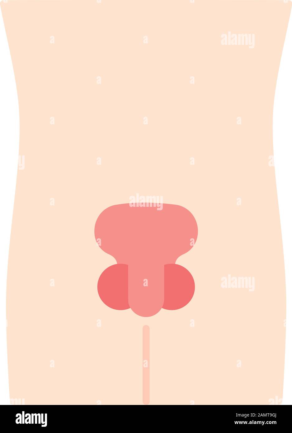 Healthy men reproductive system flat design long shadow color icon ...