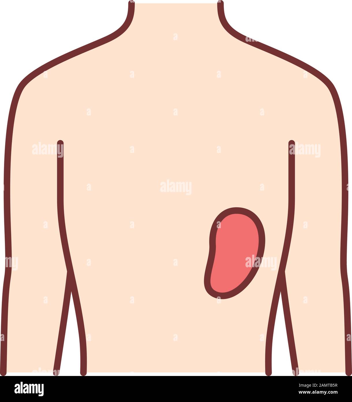 Internal Body Parts Spleen
