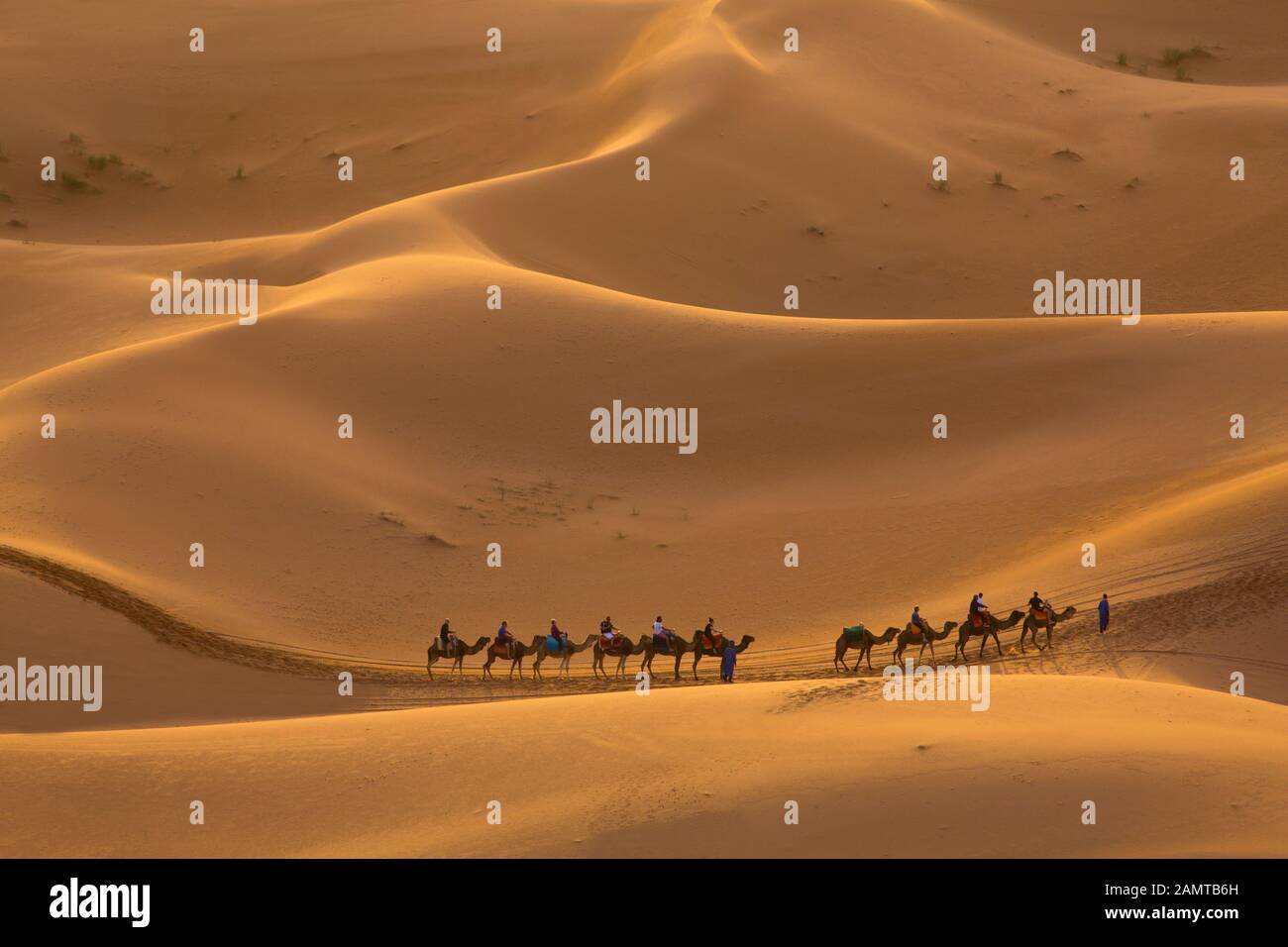 Camel guided tour desert hi-res stock photography and images - Alamy