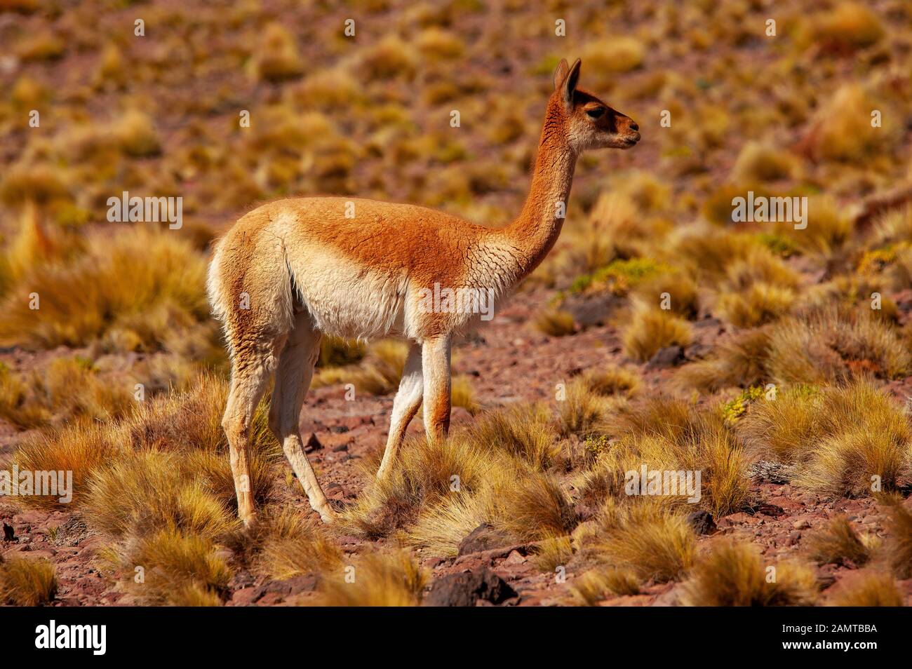 Atacama desert wildlife hi-res stock photography and images - Alamy