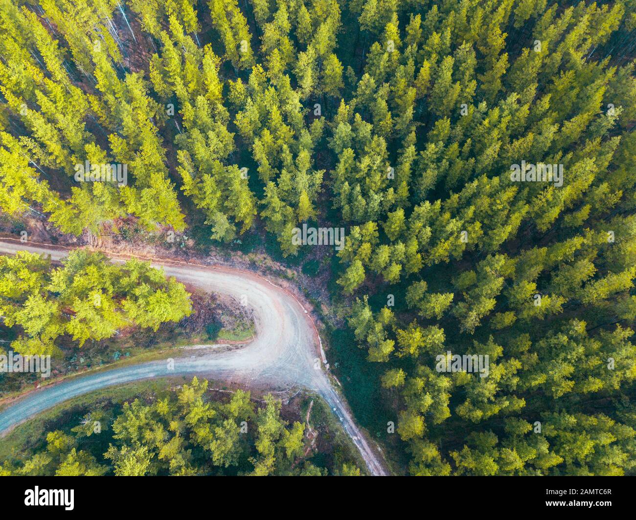 Aerial view of a road through an alpine forest, Mount Buffalo National ...