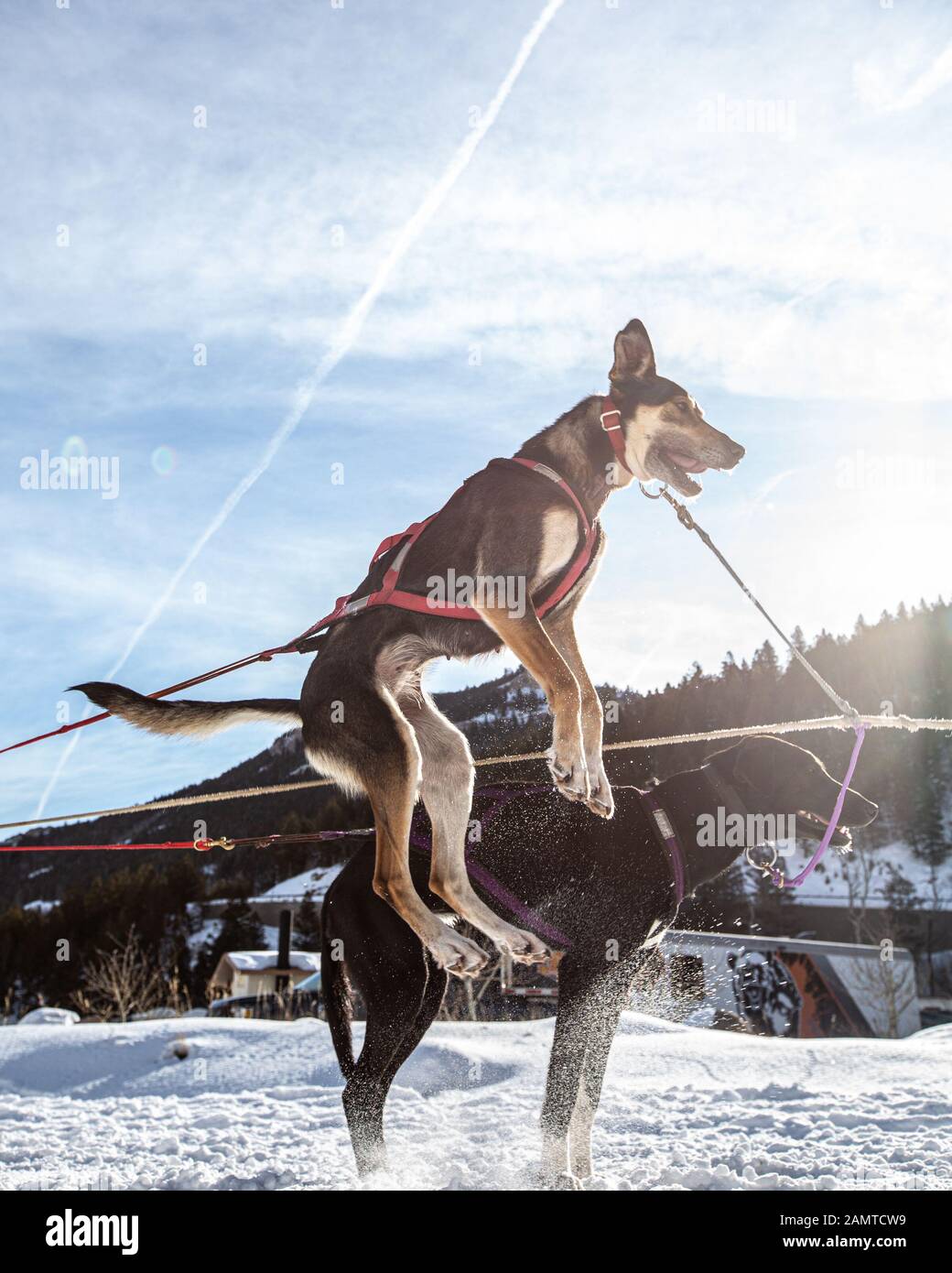 Two mushing dogs tied to a sledge, USA Stock Photo - Alamy