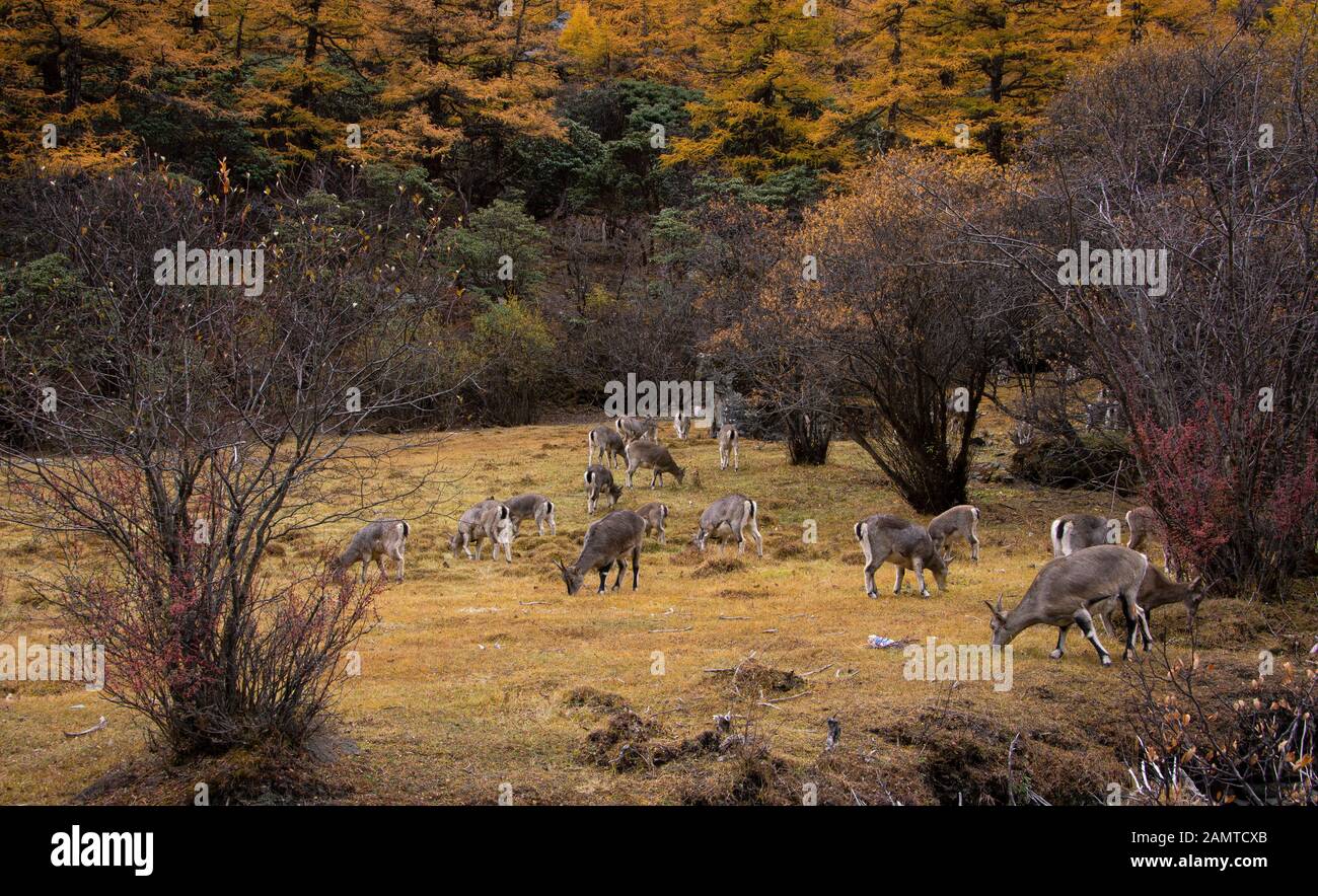 Goats grazing in rural landscape, Yading National Reserve, Daocheng ...