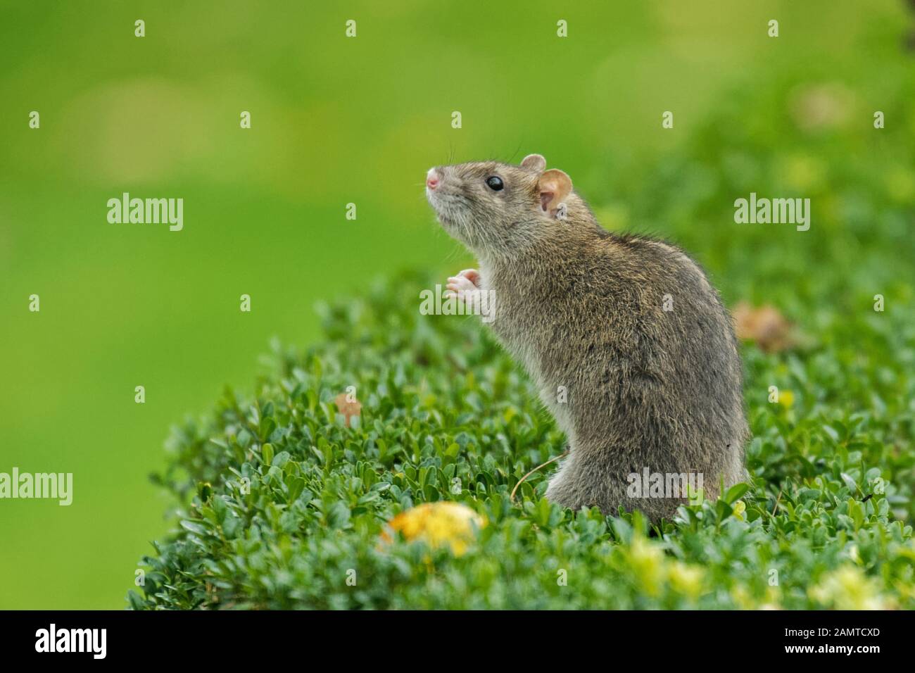 Rat standing up hi-res stock photography and images - Alamy