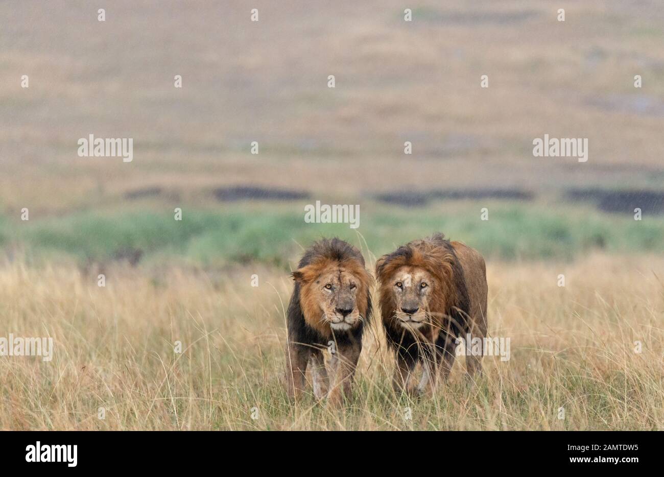 Two lions hunting in the African Savannah, Kenya Stock Photo - Alamy