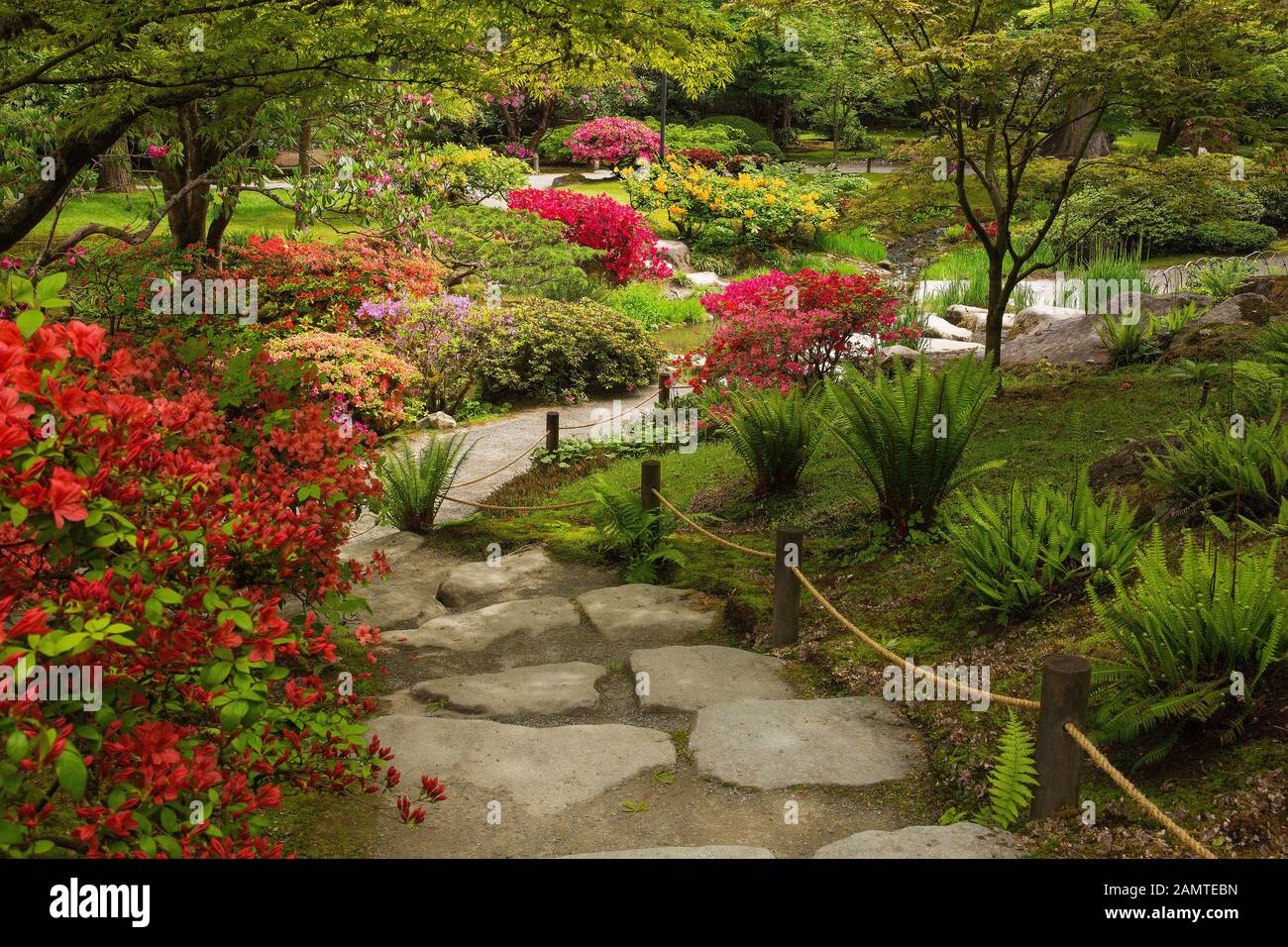 Beautiful, lush colors at Seattle Japanese Gardens in springtime Stock ...
