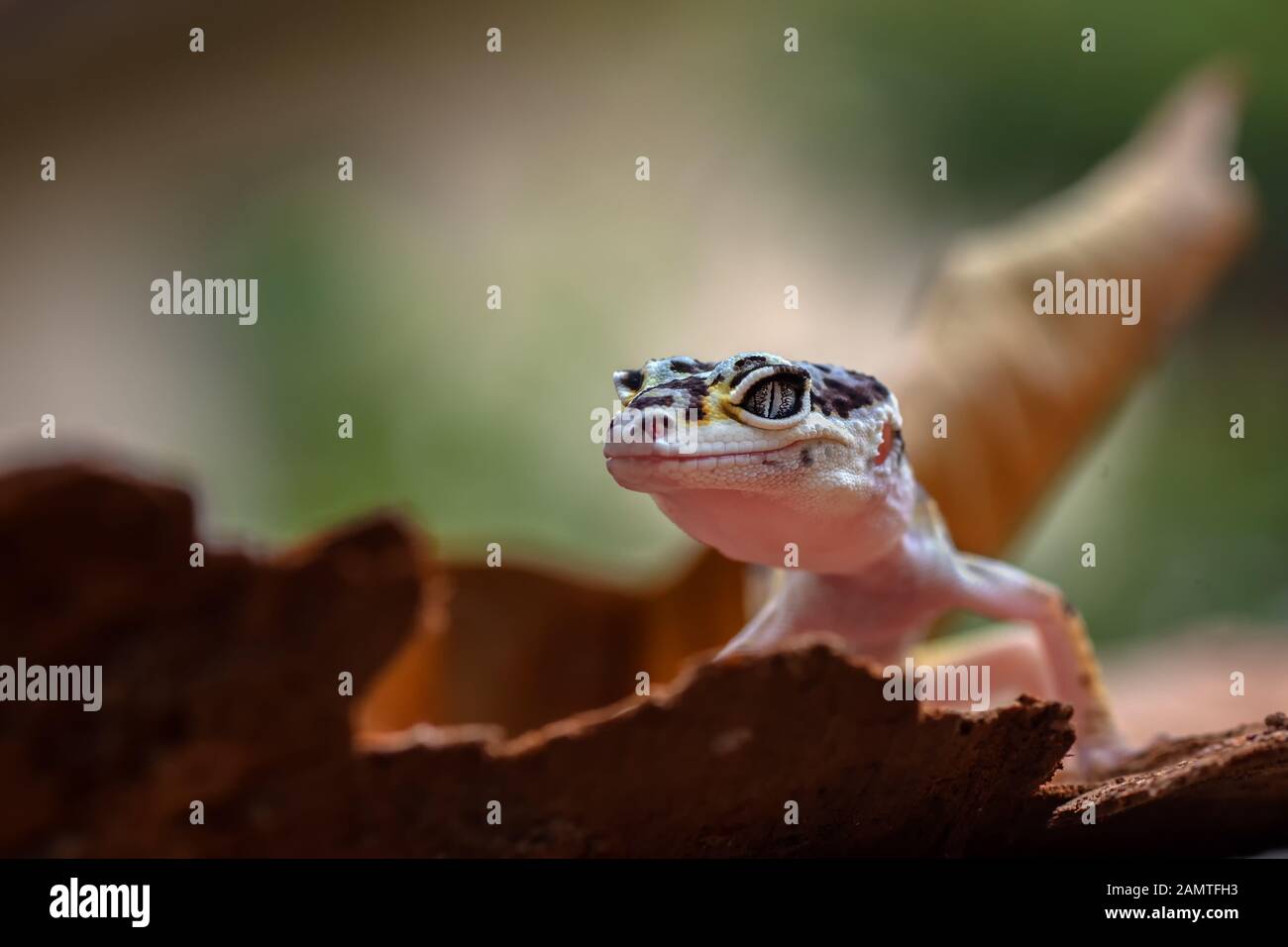 Baby leopard gecko hi-res stock photography and images - Alamy