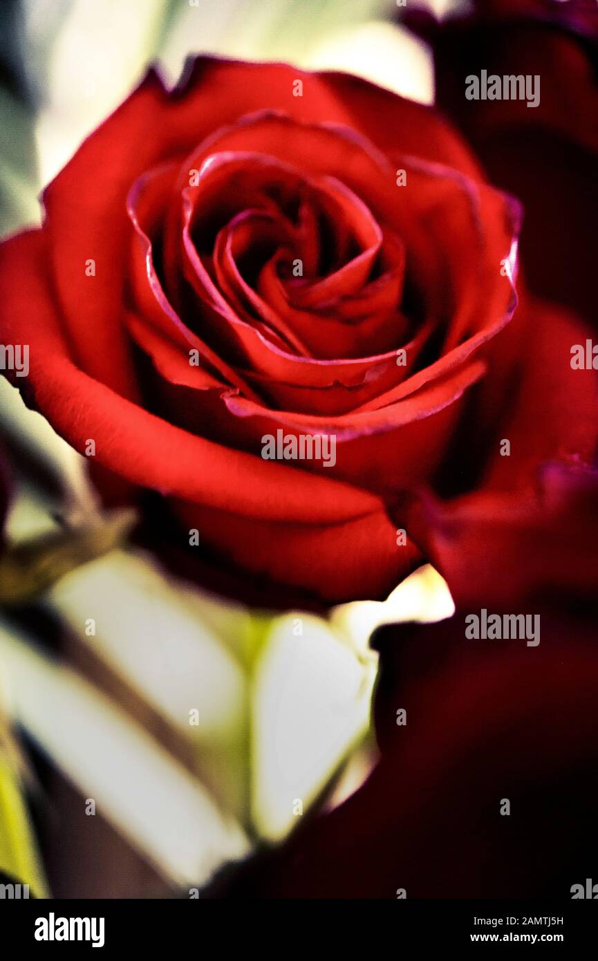 Decayed rose hi-res stock photography and images - Alamy