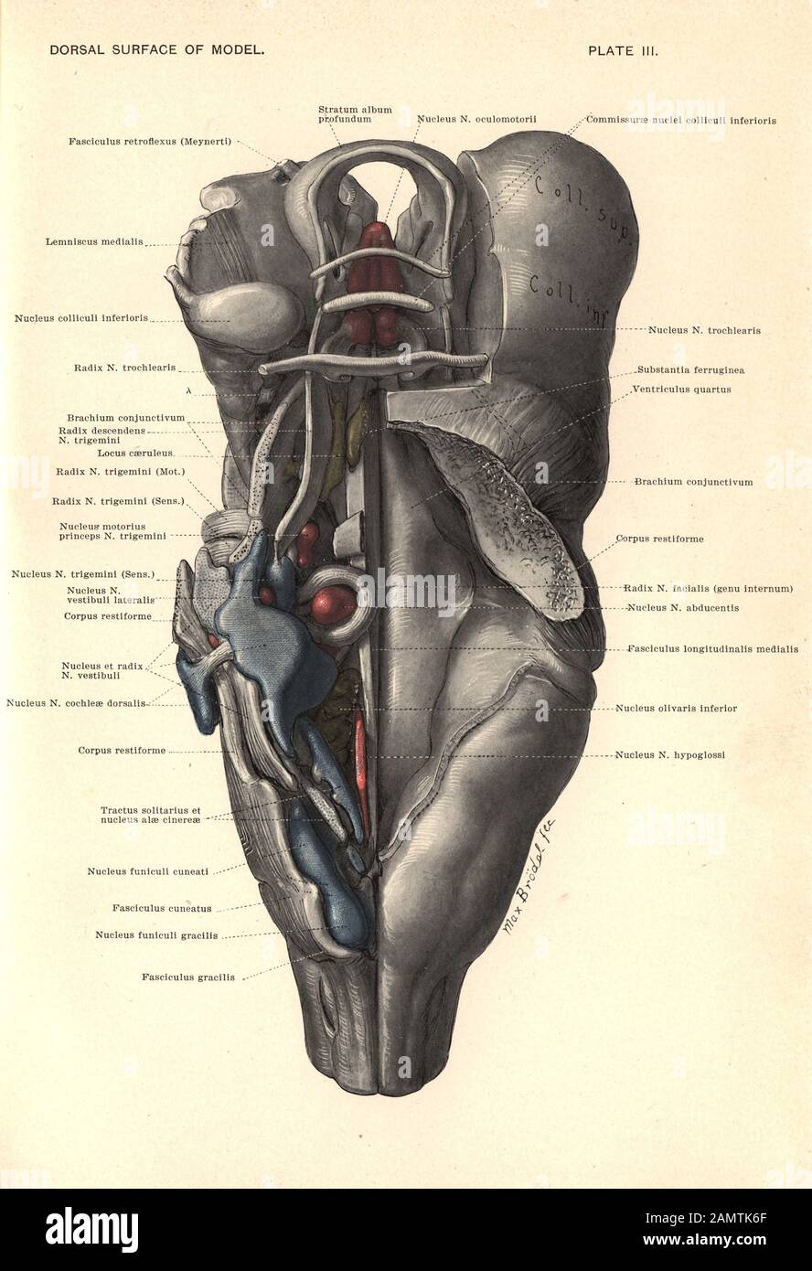 Midbrain High Resolution Stock Photography and Images - Alamy