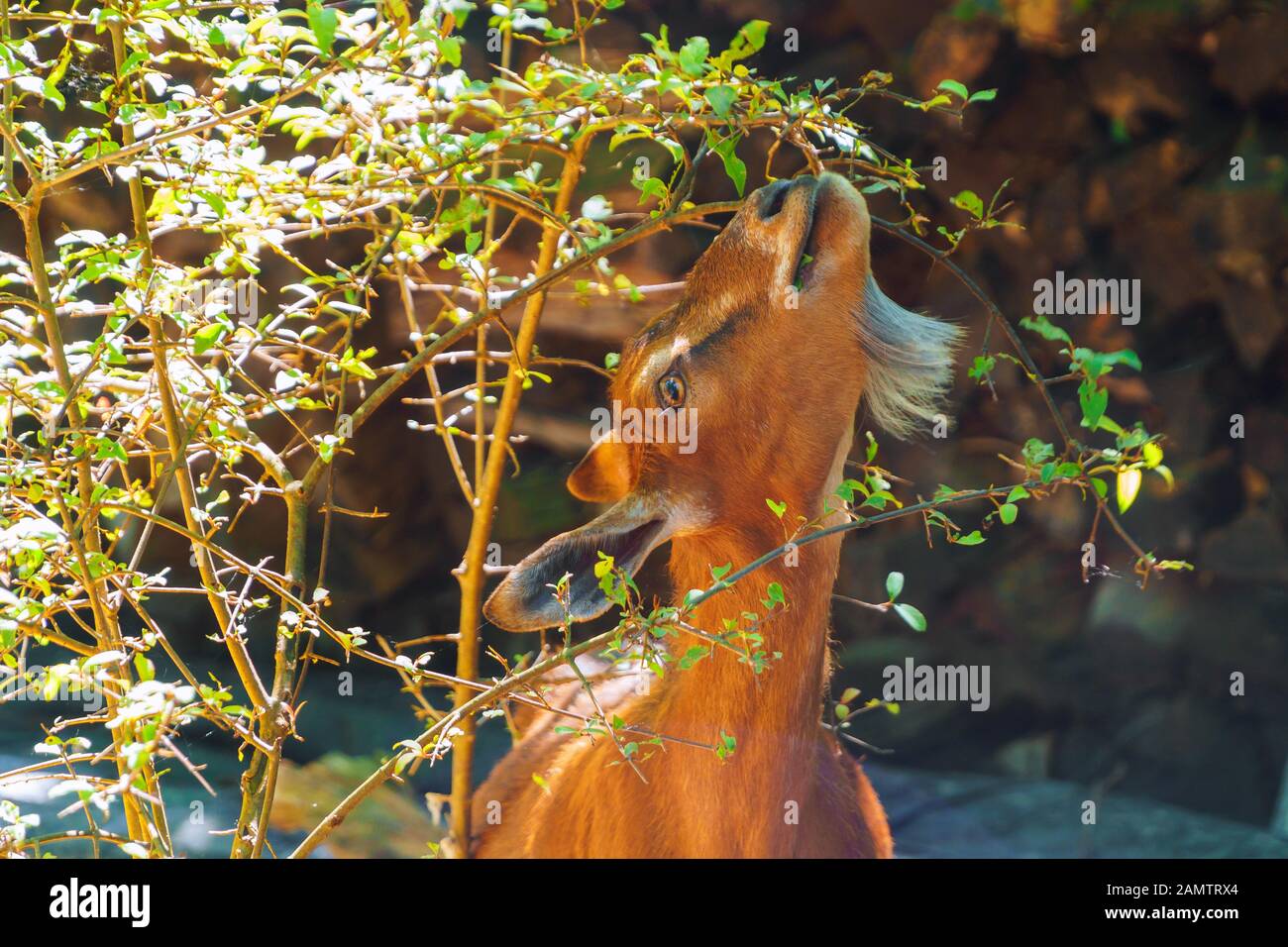Brown goat eating green leaves from bush in field Stock Photo - Alamy
