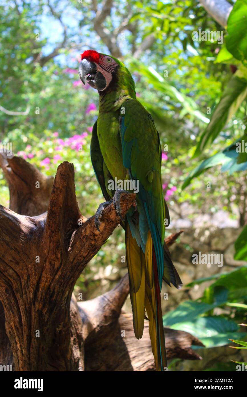 Cancun beach birds hi-res stock photography and images - Alamy