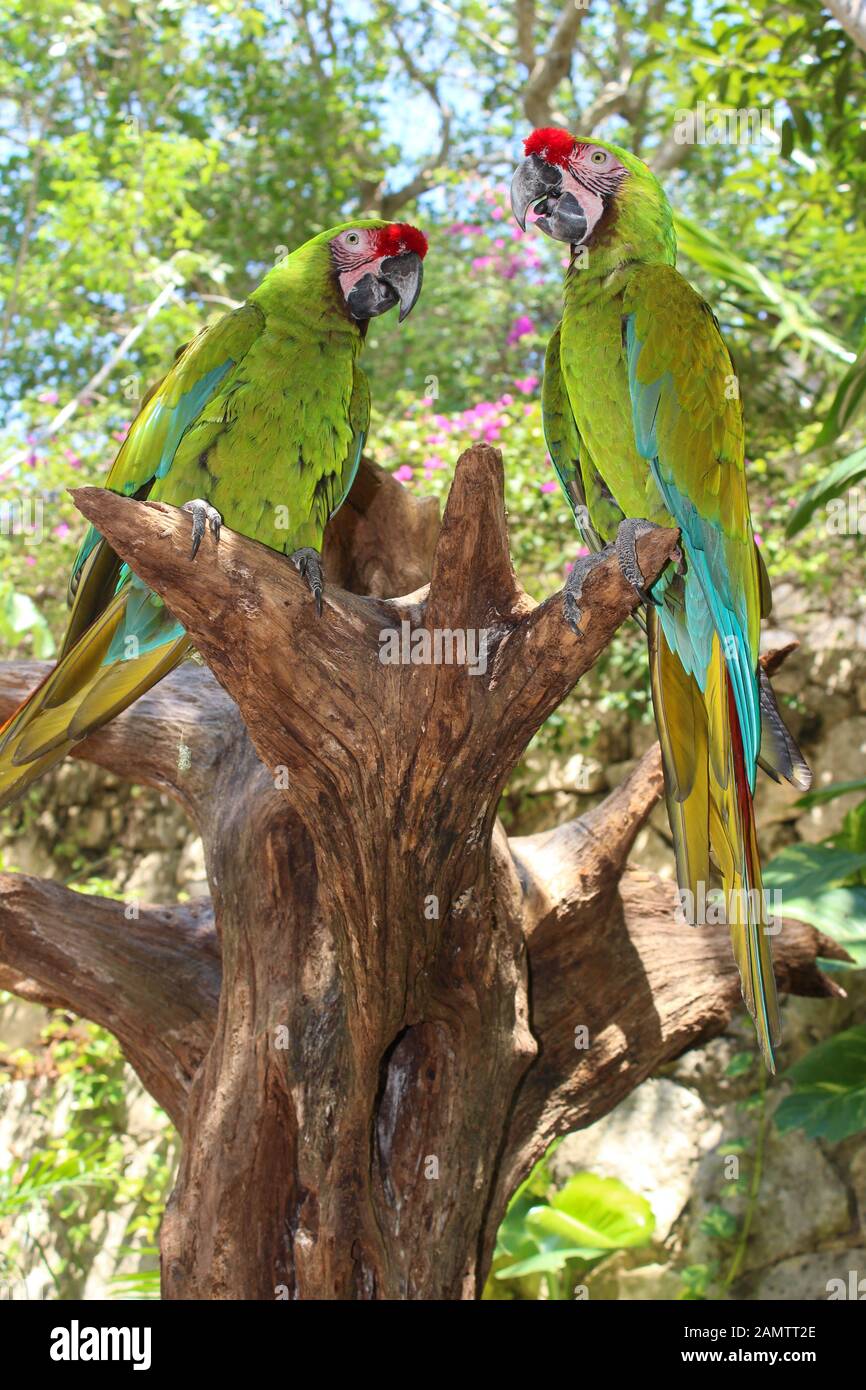 Cancun beach birds hi-res stock photography and images - Alamy