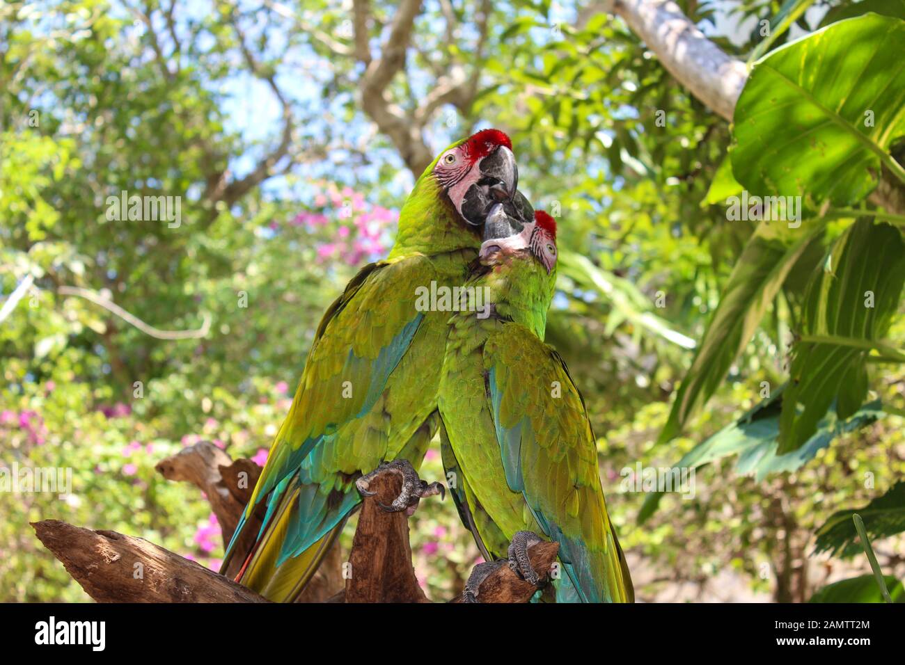 Cancun beach birds hi-res stock photography and images - Alamy