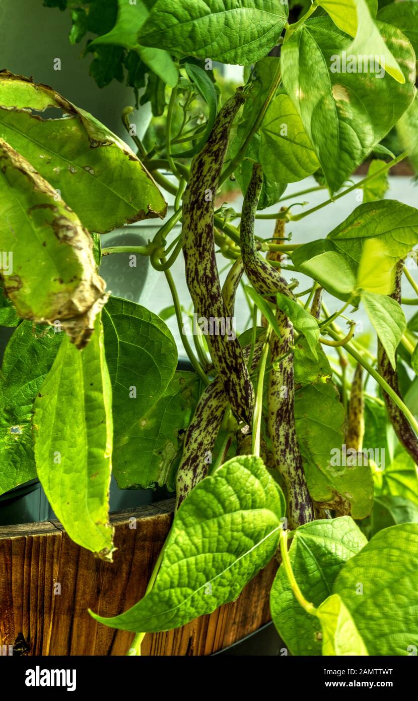 Purple and yellow dragon tongue beans Phaseolus vulgaris growing in an ...