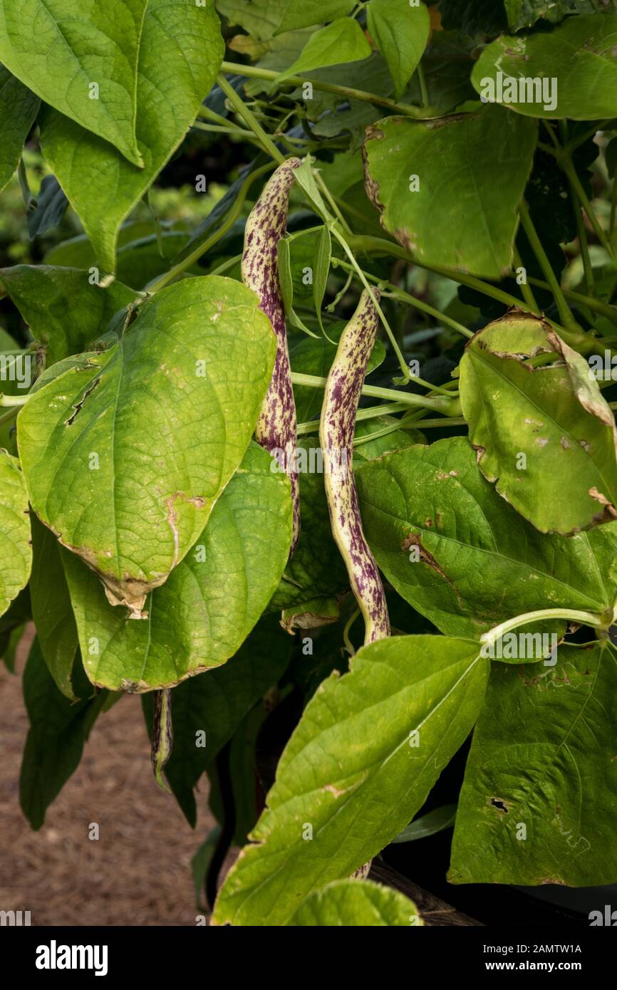 Purple and yellow dragon tongue beans Phaseolus vulgaris growing in an ...