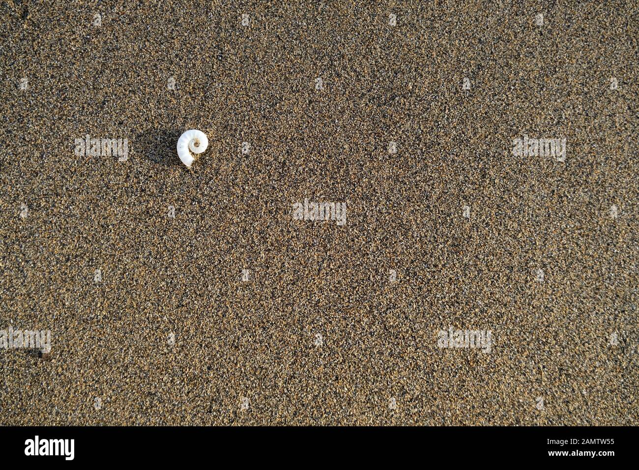 Spirula shells on sand, top flat view in evening warm sun light Stock ...