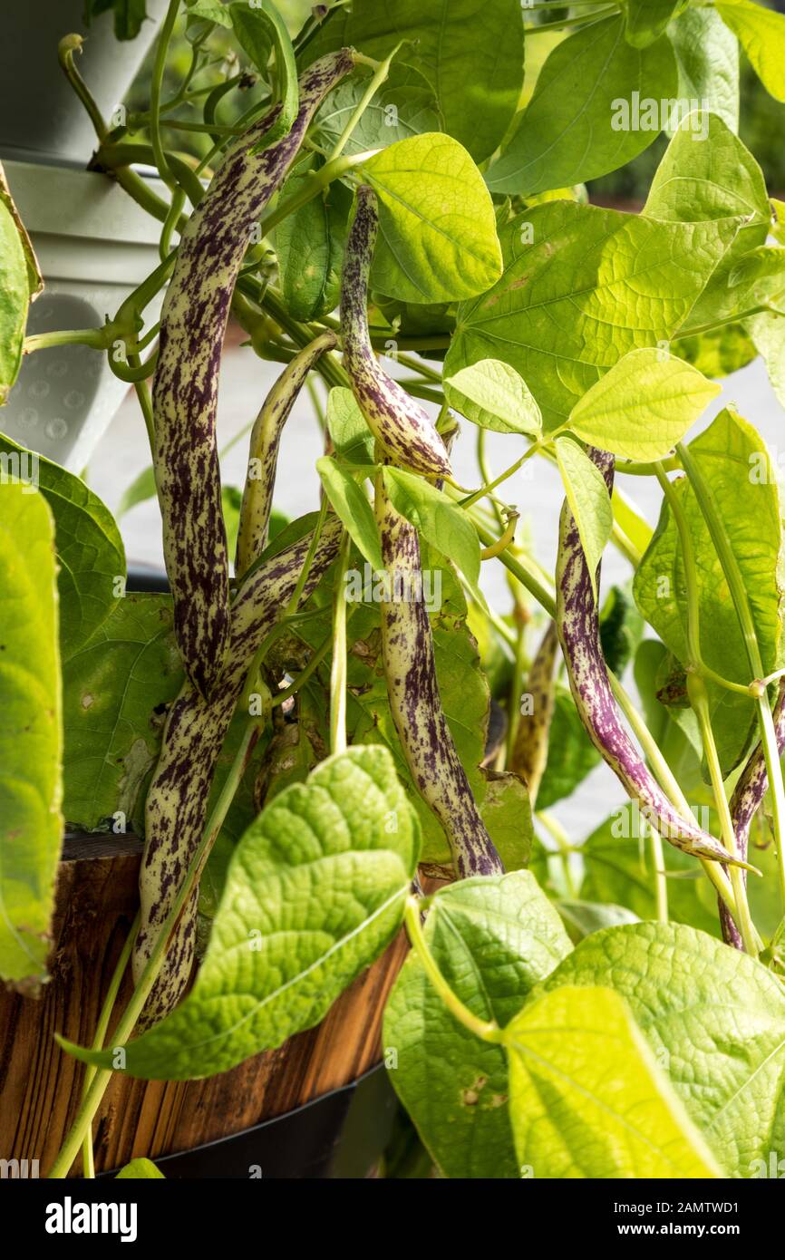 Purple and yellow dragon tongue beans Phaseolus vulgaris growing in an ...